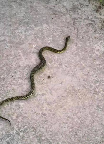 菜花蛇有毒吗_菜花蛇能长多大-第1张图片-山城妙识