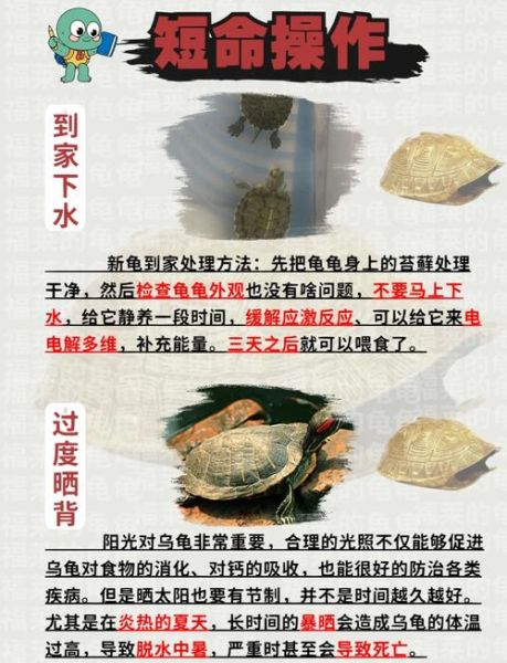 为什么不能养三只乌龟_三只乌龟风水禁忌-第2张图片-山城妙识