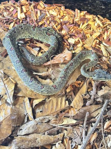 菜花蛇有毒吗_菜花蛇能长多大-第3张图片-山城妙识