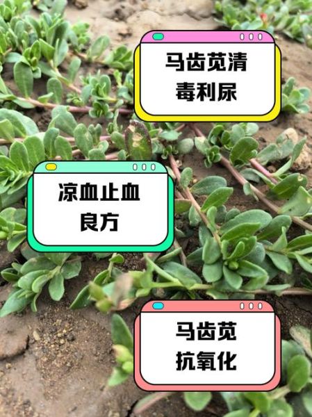 马齿苋菜什么人不能吃_马齿苋菜禁忌有哪些-第3张图片-山城妙识