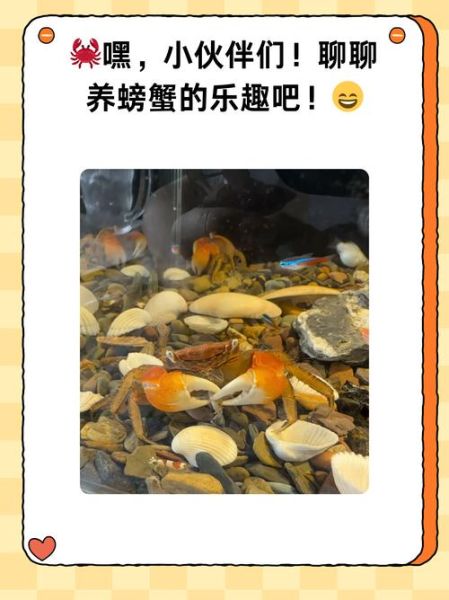 螃蟹怎么养几天不死_螃蟹买回来能活多久-第1张图片-山城妙识