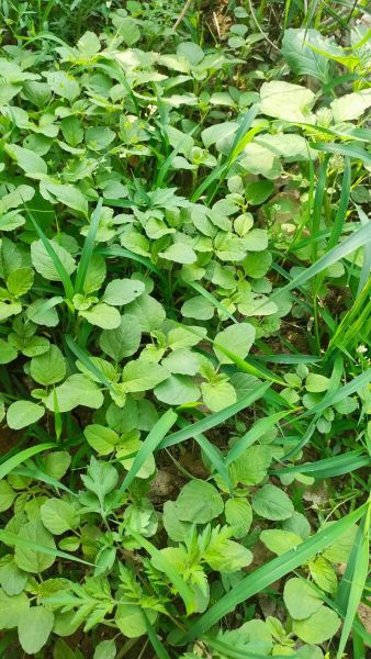 野菜大全_可食用野菜有哪些-第1张图片-山城妙识 野菜大全_可食用野菜有哪些-第1张图片-山城妙识