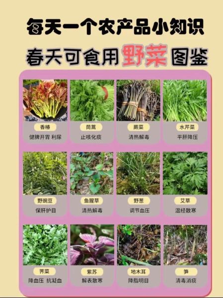 野菜大全_可食用野菜有哪些-第2张图片-山城妙识 野菜大全_可食用野菜有哪些-第2张图片-山城妙识