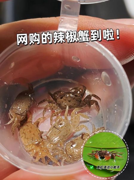 螃蟹怎么养几天不死_螃蟹买回来能活多久-第2张图片-山城妙识