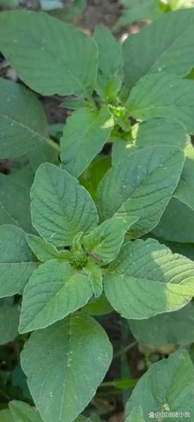 野菜大全_可食用野菜有哪些-第3张图片-山城妙识 野菜大全_可食用野菜有哪些-第3张图片-山城妙识