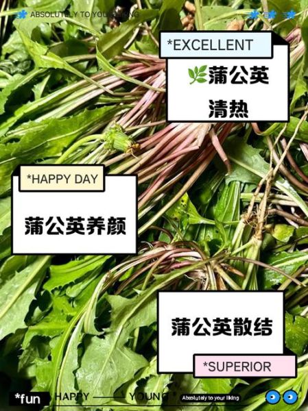 新鲜蒲公英怎么吃_蒲公英食用方法-第1张图片-山城妙识