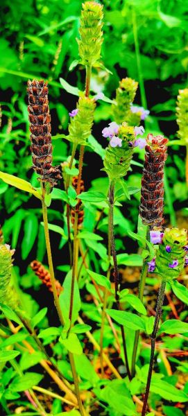 夏枯草图片与作用_夏枯草功效与禁忌-第3张图片-山城妙识