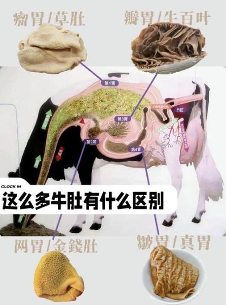 毛肚是什么动物身上的_毛肚和牛肚的区别-第1张图片-山城妙识