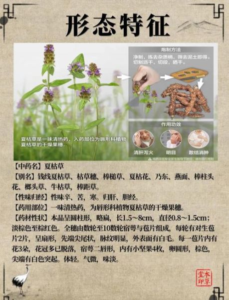 夏枯草图片与作用_夏枯草功效与禁忌-第1张图片-山城妙识