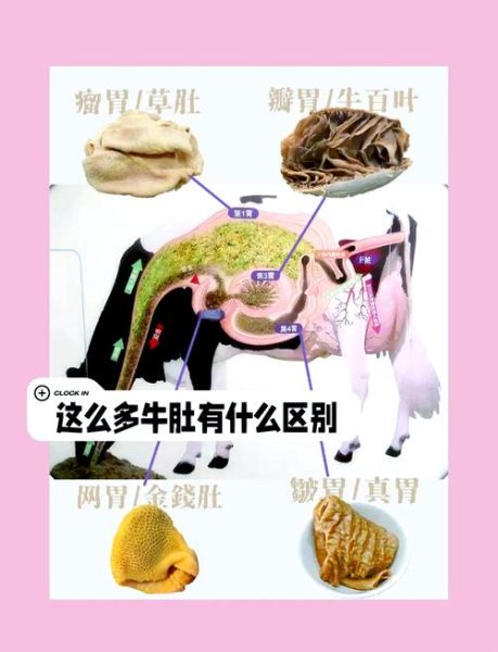 毛肚是什么动物身上的_毛肚和牛肚的区别-第3张图片-山城妙识