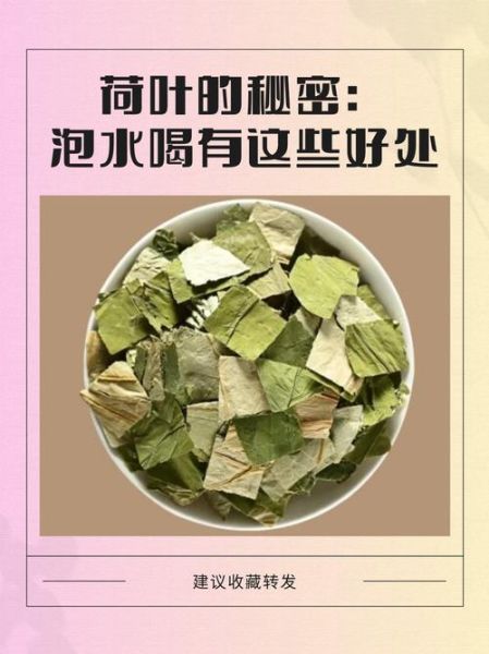 荷叶可以减肥吗_荷叶有什么功效-第1张图片-山城妙识