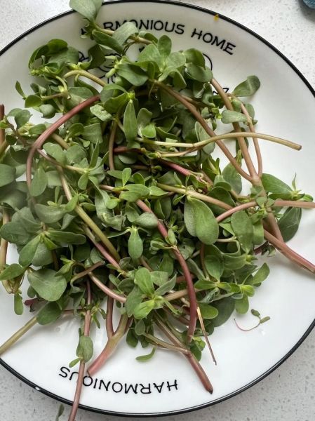 马齿苋菜馍怎么做_马齿苋菜馍的家常做法-第2张图片-山城妙识