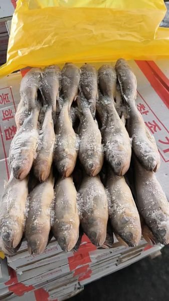 黄花鱼价格今日价多少钱一斤_今日黄花鱼批发行情-第3张图片-山城妙识
