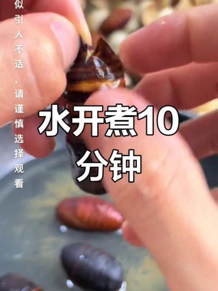 蚕蛹水煮几分钟_蚕蛹煮多久才熟-第1张图片-山城妙识