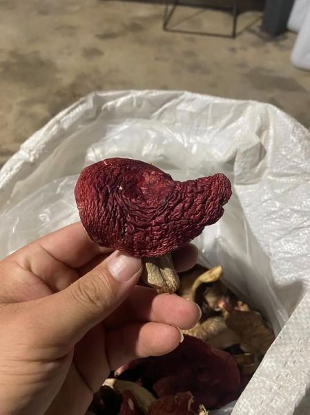 红蘑怎么挑选_红蘑图片鉴别技巧-第3张图片-山城妙识