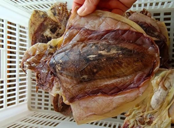 吃乌鱼10大忌_乌鱼不能和什么一起吃-第3张图片-山城妙识