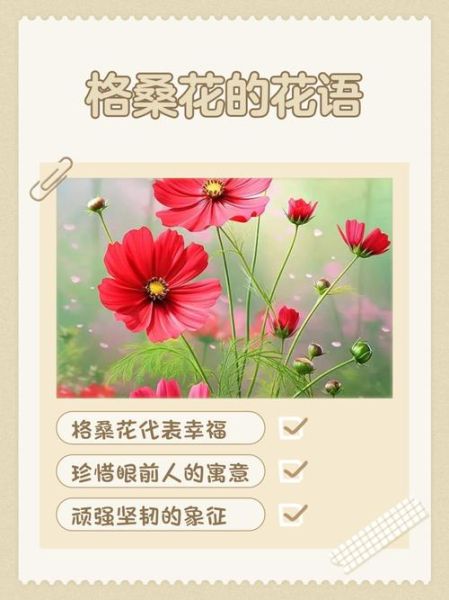 格桑花的花语是什么_格桑花寓意有哪些-第1张图片-山城妙识 格桑花的花语是什么_格桑花寓意有哪些-第1张图片-山城妙识