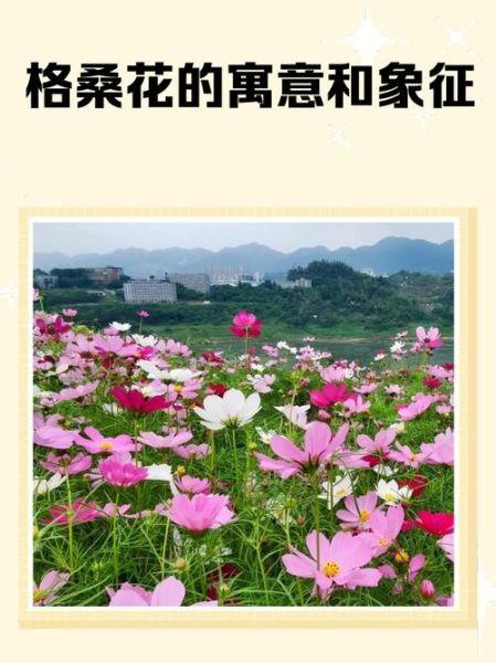 格桑花的花语是什么_格桑花寓意有哪些-第2张图片-山城妙识 格桑花的花语是什么_格桑花寓意有哪些-第2张图片-山城妙识