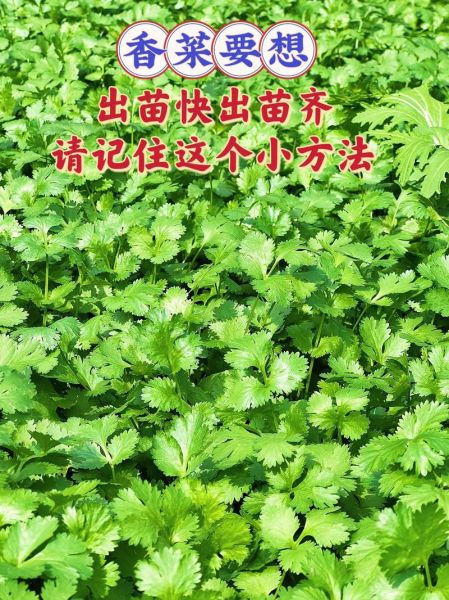 香菜种植方法和时间_香菜什么时候种最好-第1张图片-山城妙识