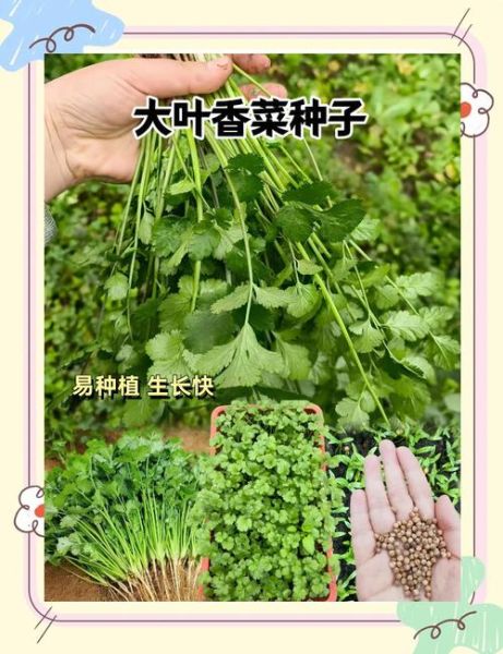 香菜种植方法和时间_香菜什么时候种最好-第3张图片-山城妙识