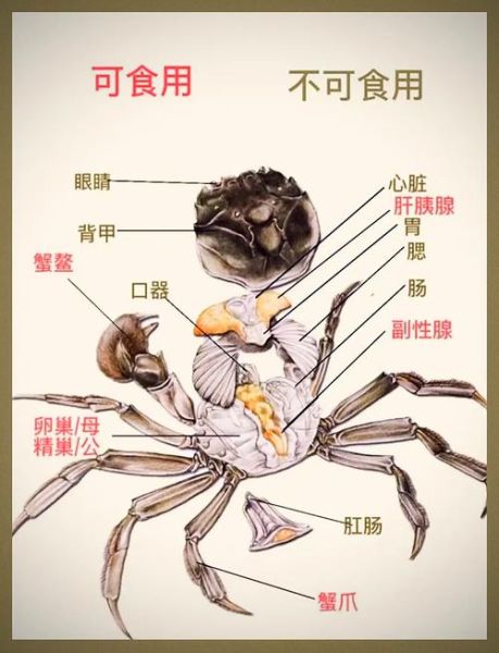 螃蟹怎么吃_图解步骤-第3张图片-山城妙识