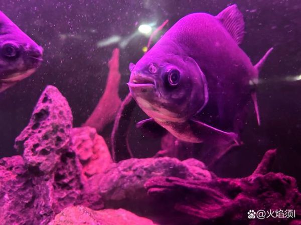 食人鲳图片_食人鲳长什么样-第1张图片-山城妙识 食人鲳图片_食人鲳长什么样-第1张图片-山城妙识