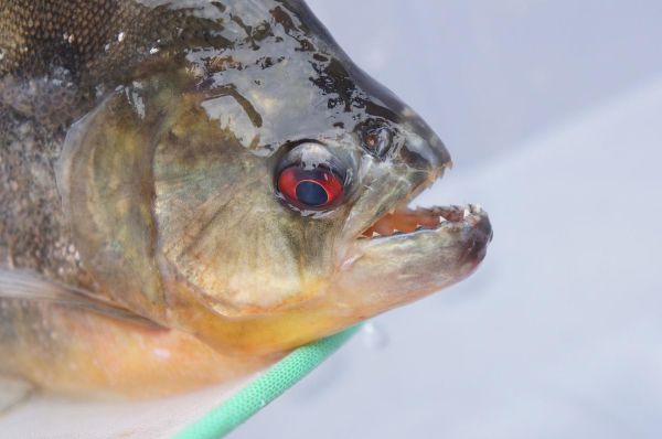 食人鲳图片_食人鲳长什么样-第2张图片-山城妙识 食人鲳图片_食人鲳长什么样-第2张图片-山城妙识