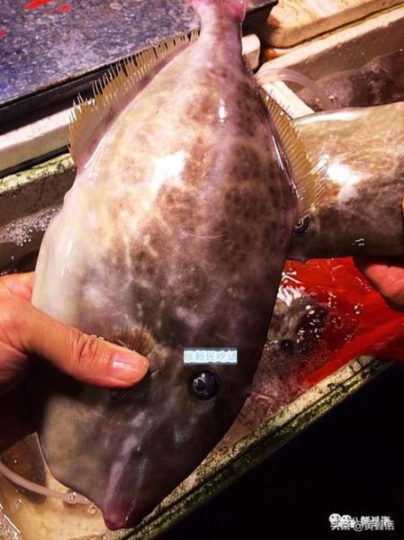 耗儿鱼是海鱼还是淡水鱼_耗儿鱼生长环境揭秘-第1张图片-山城妙识