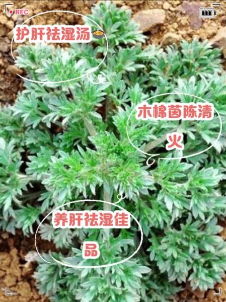 茵陈泡水喝的功效与作用禁忌_哪些人不能喝-第1张图片-山城妙识