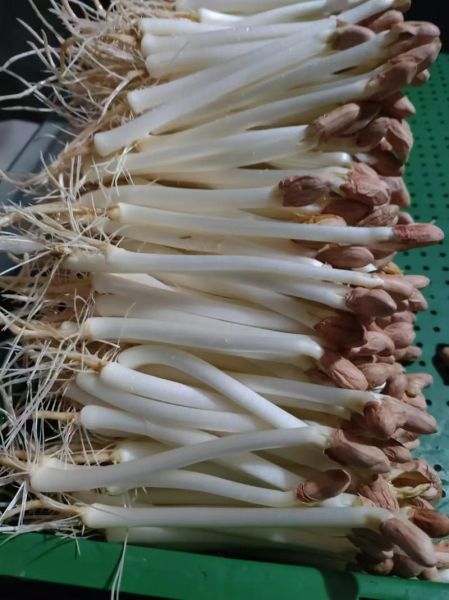 花生发芽了还能吃吗_花生芽有毒吗-第3张图片-山城妙识 花生发芽了还能吃吗_花生芽有毒吗-第3张图片-山城妙识