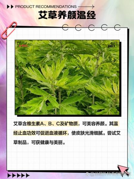 艾草对肝的功效与作用_艾草护肝怎么吃才有效-第1张图片-山城妙识