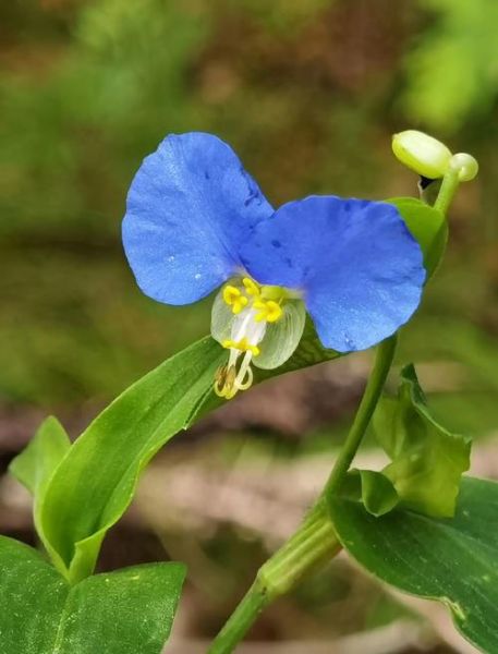 鸭跖草科有哪些植物_鸭跖草科和鸭跖草区别-第2张图片-山城妙识