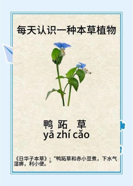 鸭跖草科有哪些植物_鸭跖草科和鸭跖草区别-第1张图片-山城妙识