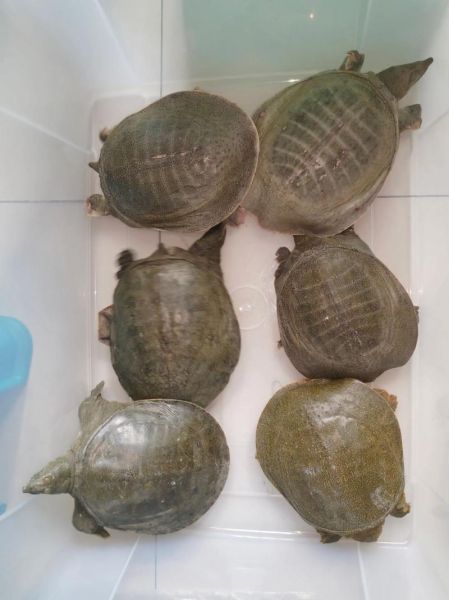 野生甲鱼怎么养_野生甲鱼能养活吗-第2张图片-山城妙识 野生甲鱼怎么养_野生甲鱼能养活吗-第2张图片-山城妙识