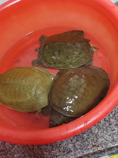 野生甲鱼怎么养_野生甲鱼能养活吗-第1张图片-山城妙识 野生甲鱼怎么养_野生甲鱼能养活吗-第1张图片-山城妙识