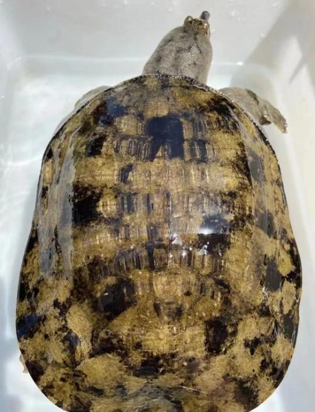 野生甲鱼怎么养_野生甲鱼能养活吗-第3张图片-山城妙识 野生甲鱼怎么养_野生甲鱼能养活吗-第3张图片-山城妙识