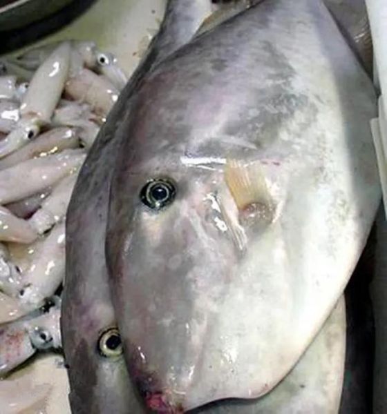 大剥皮鱼怎么做好吃_大剥皮鱼的家常做法-第2张图片-山城妙识 大剥皮鱼怎么做好吃_大剥皮鱼的家常做法-第2张图片-山城妙识