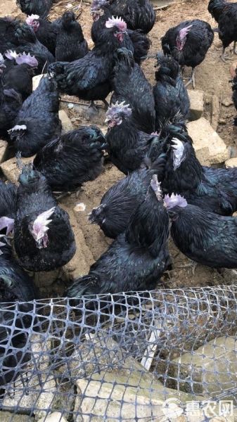 五黑鸡养殖的缺点有哪些_五黑鸡养殖风险大吗-第3张图片-山城妙识