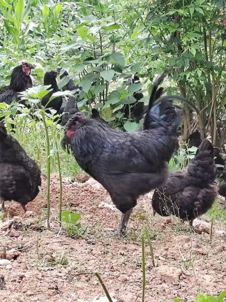 五黑鸡养殖的缺点有哪些_五黑鸡养殖风险大吗-第2张图片-山城妙识