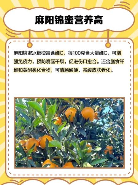 麻阳冰糖橙的功效与作用_孕妇能吃吗-第2张图片-山城妙识