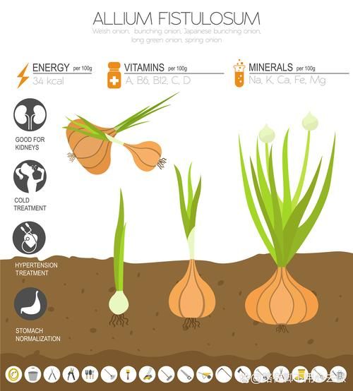 洋葱头怎么种_洋葱头种植时间和方法-第1张图片-山城妙识
