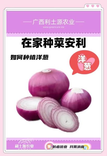 洋葱头怎么种_洋葱头种植时间和方法-第2张图片-山城妙识