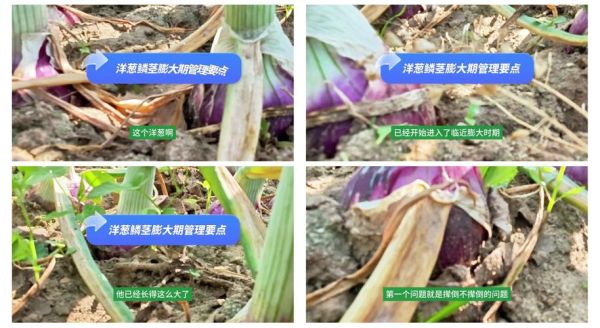 洋葱头怎么种_洋葱头种植时间和方法-第3张图片-山城妙识