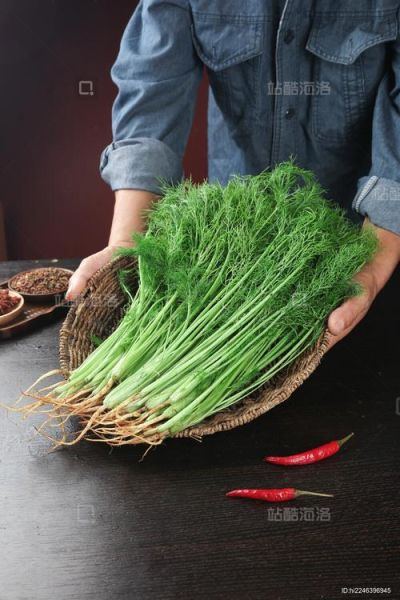 茴香长什么样_茴香图片大全集-第2张图片-山城妙识