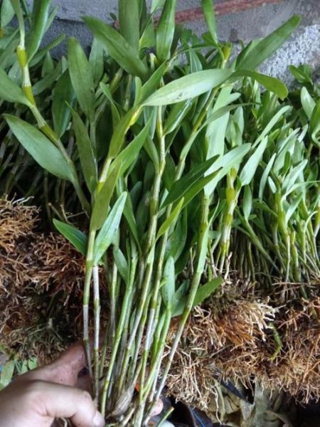 金钗石斛多少钱一斤_金钗石斛价格行情-第3张图片-山城妙识 金钗石斛多少钱一斤_金钗石斛价格行情-第3张图片-山城妙识