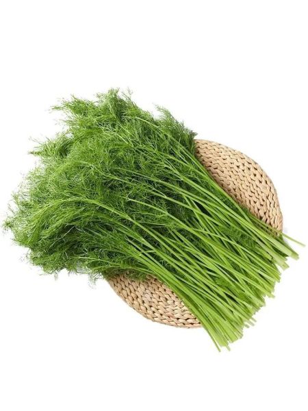 茴香长什么样_茴香图片大全集-第1张图片-山城妙识