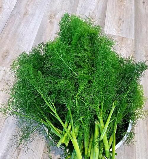 茴香长什么样_茴香图片大全集-第3张图片-山城妙识