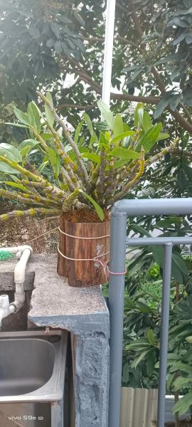 金钗石斛多少钱一斤_金钗石斛价格行情-第2张图片-山城妙识 金钗石斛多少钱一斤_金钗石斛价格行情-第2张图片-山城妙识