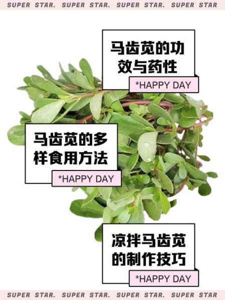 马齿苋野菜怎么吃_马齿苋有哪些功效-第1张图片-山城妙识