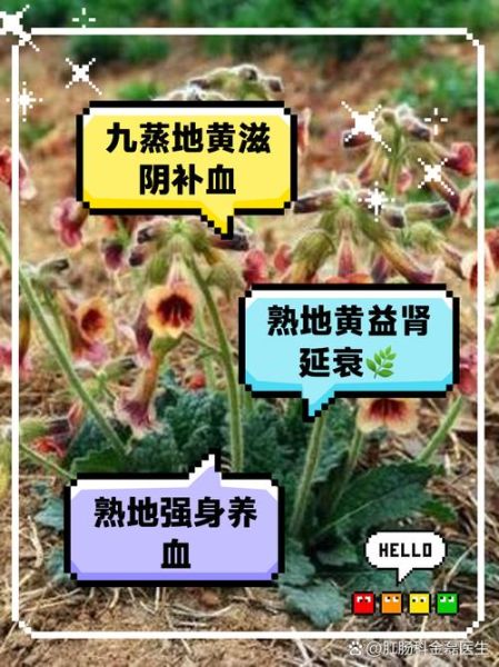 熟地黄的功效与作用_熟地黄主治哪些疾病-第2张图片-山城妙识 熟地黄的功效与作用_熟地黄主治哪些疾病-第2张图片-山城妙识